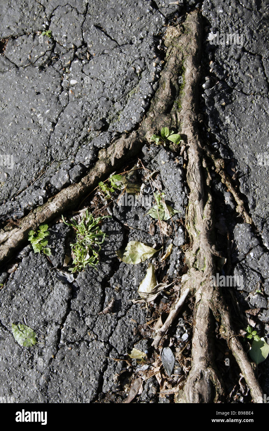 Growing Through Tarmac High Resolution Stock Photography and Images - Alamy