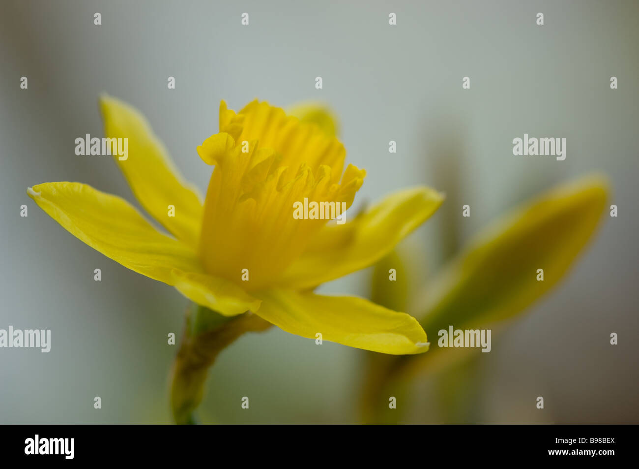 Daffodil the flower of St David's Stock Photo - Alamy