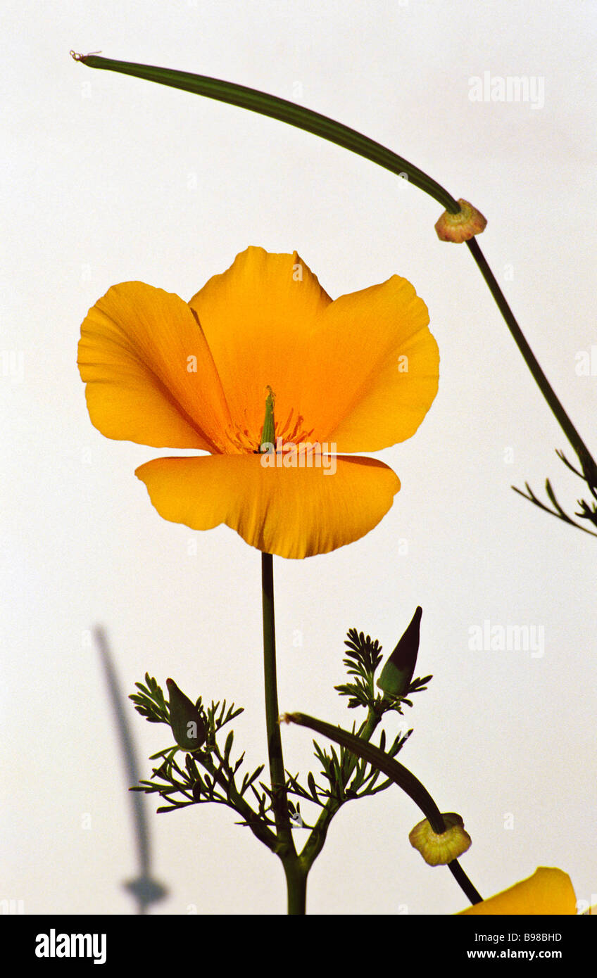 Flowers Photo study Stock Photo - Alamy