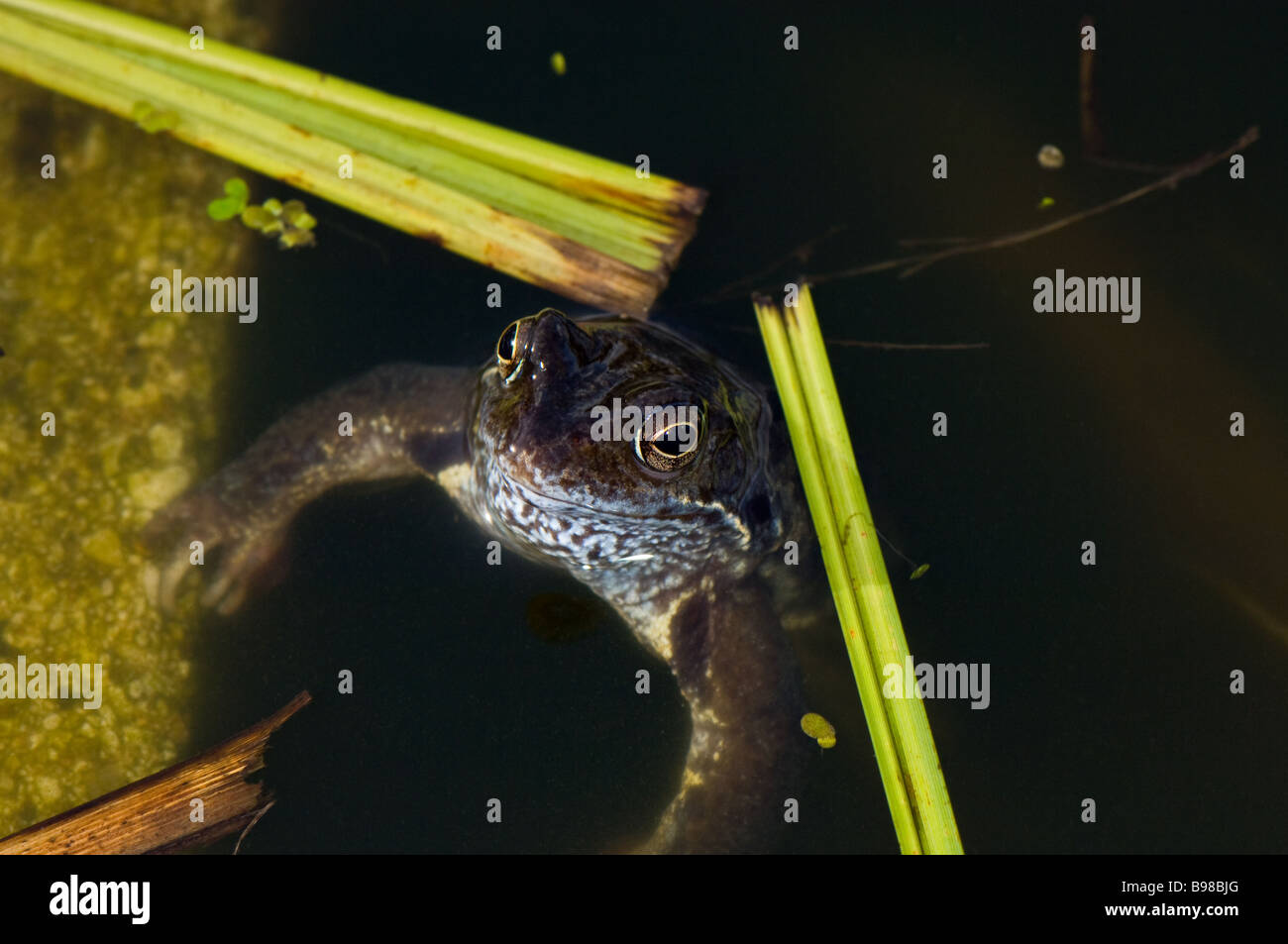 Male common frog hi-res stock photography and images - Alamy