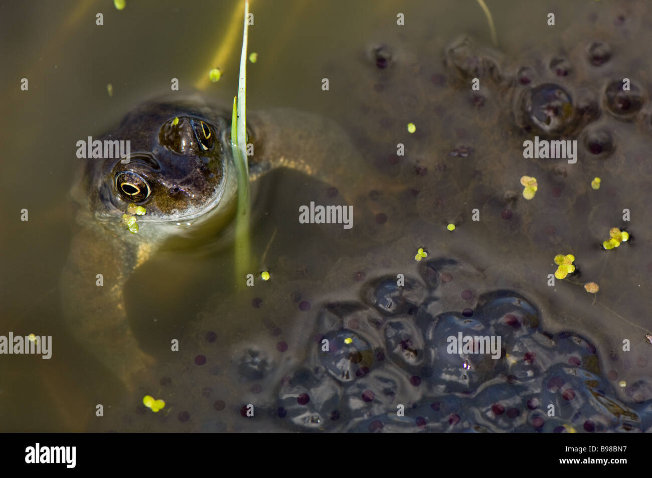 Male common frog hi-res stock photography and images - Alamy