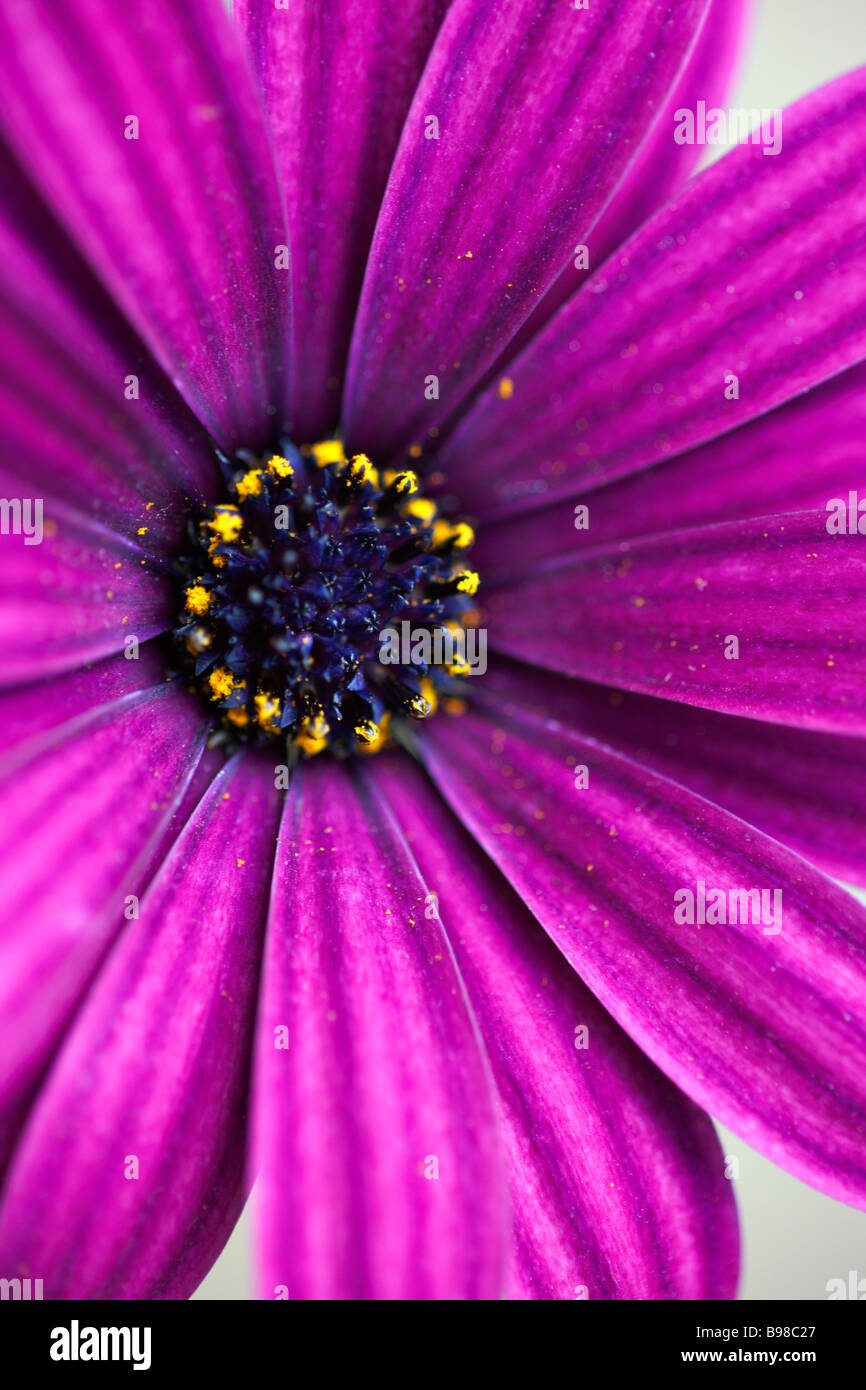 Cape Marigold, Dimorphotheca Osteospermum, close up Stock Photo - Alamy