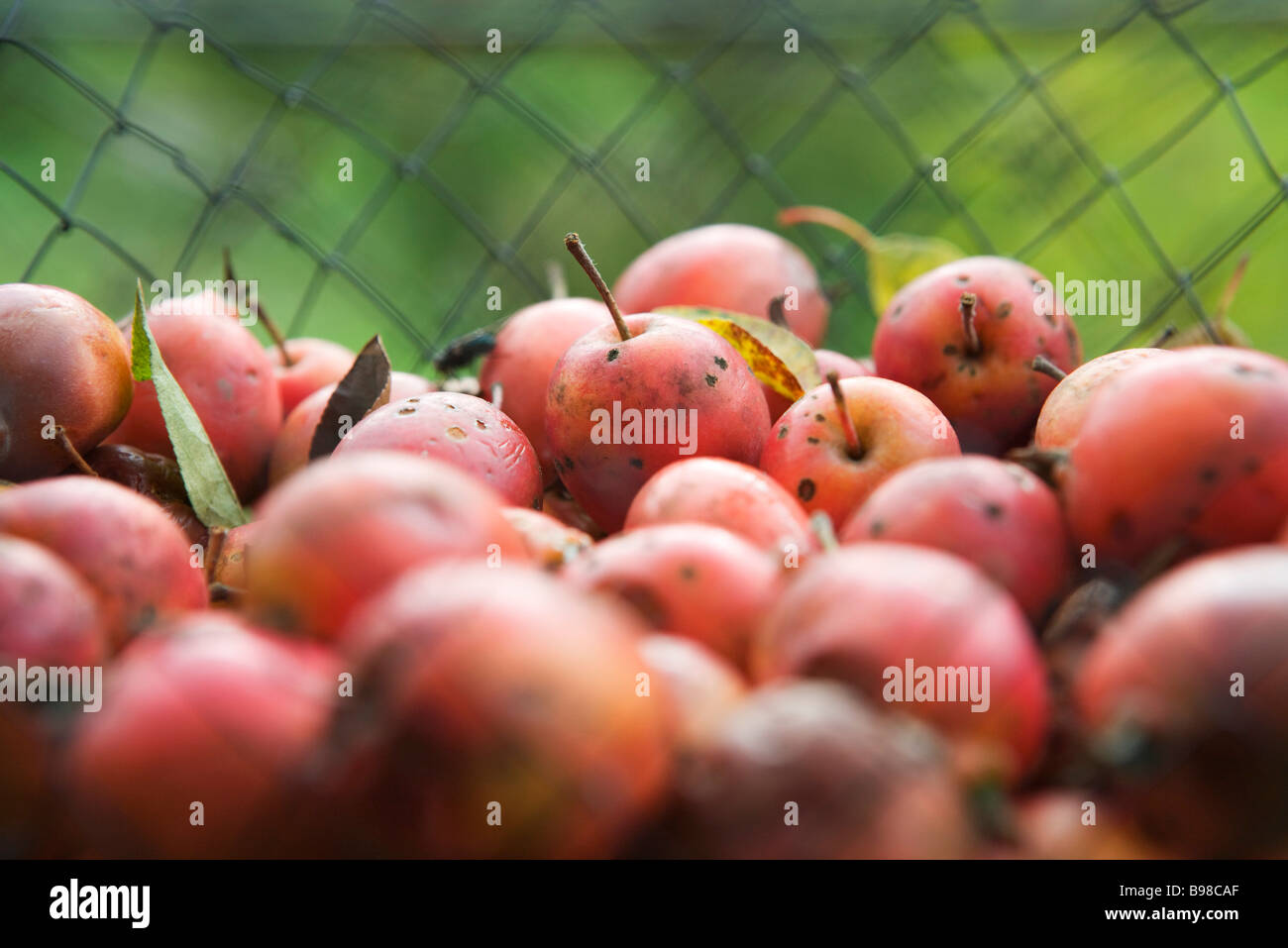 Agriculture fresh food produce outside outdoors daytime daylight hi-res ...