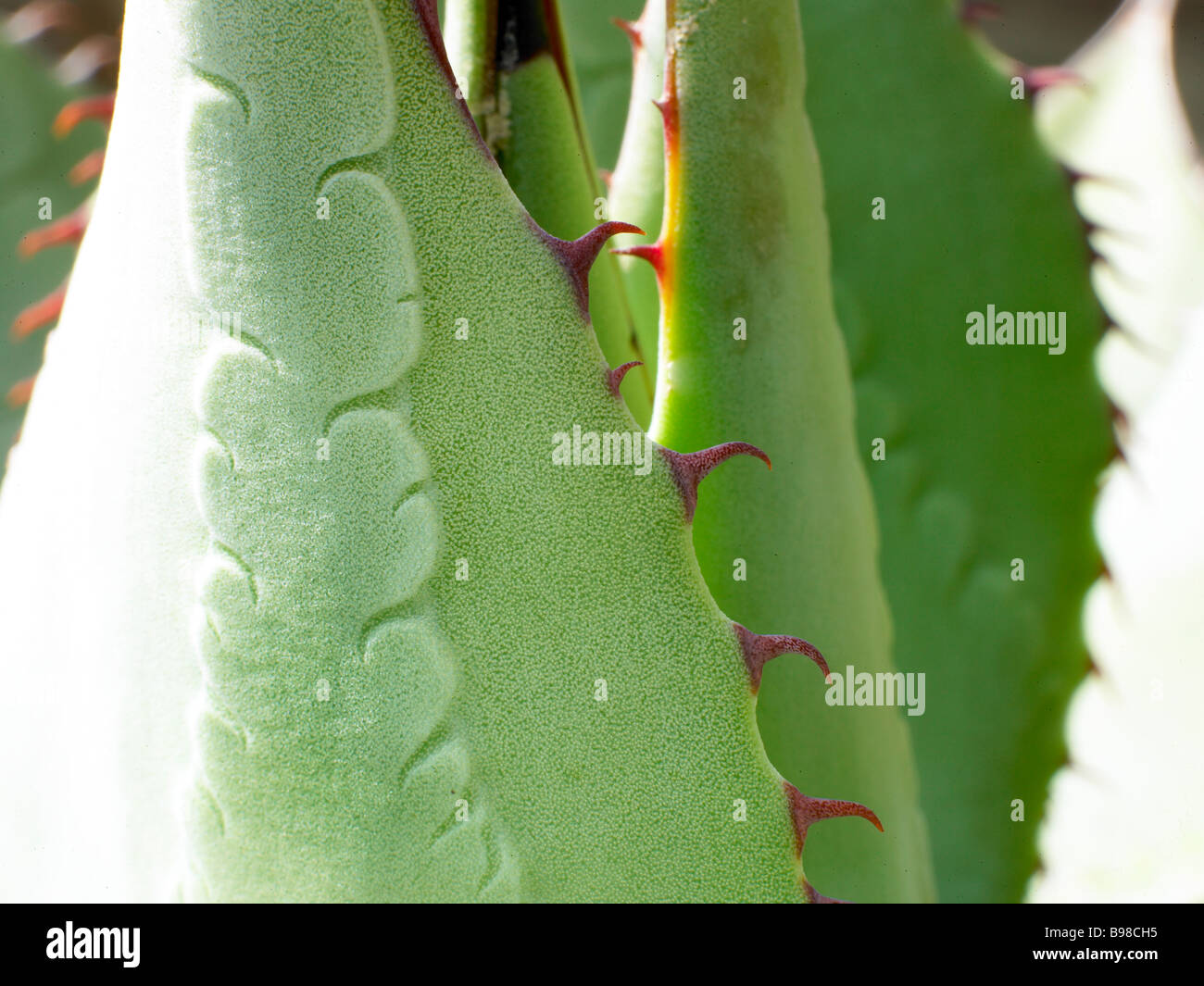A close up of a cactus Stock Photo - Alamy