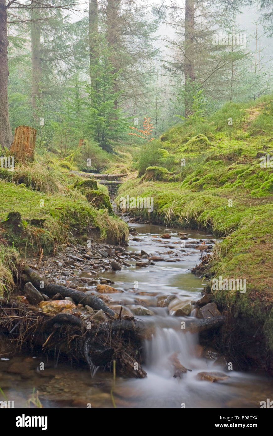A burn in the Strathyre Forest Stock Photo - Alamy