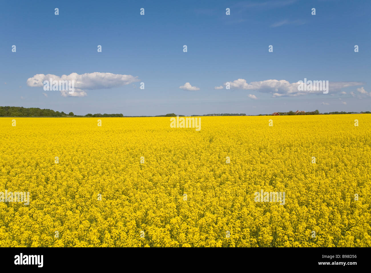 Rapefield hi-res stock photography and images - Alamy
