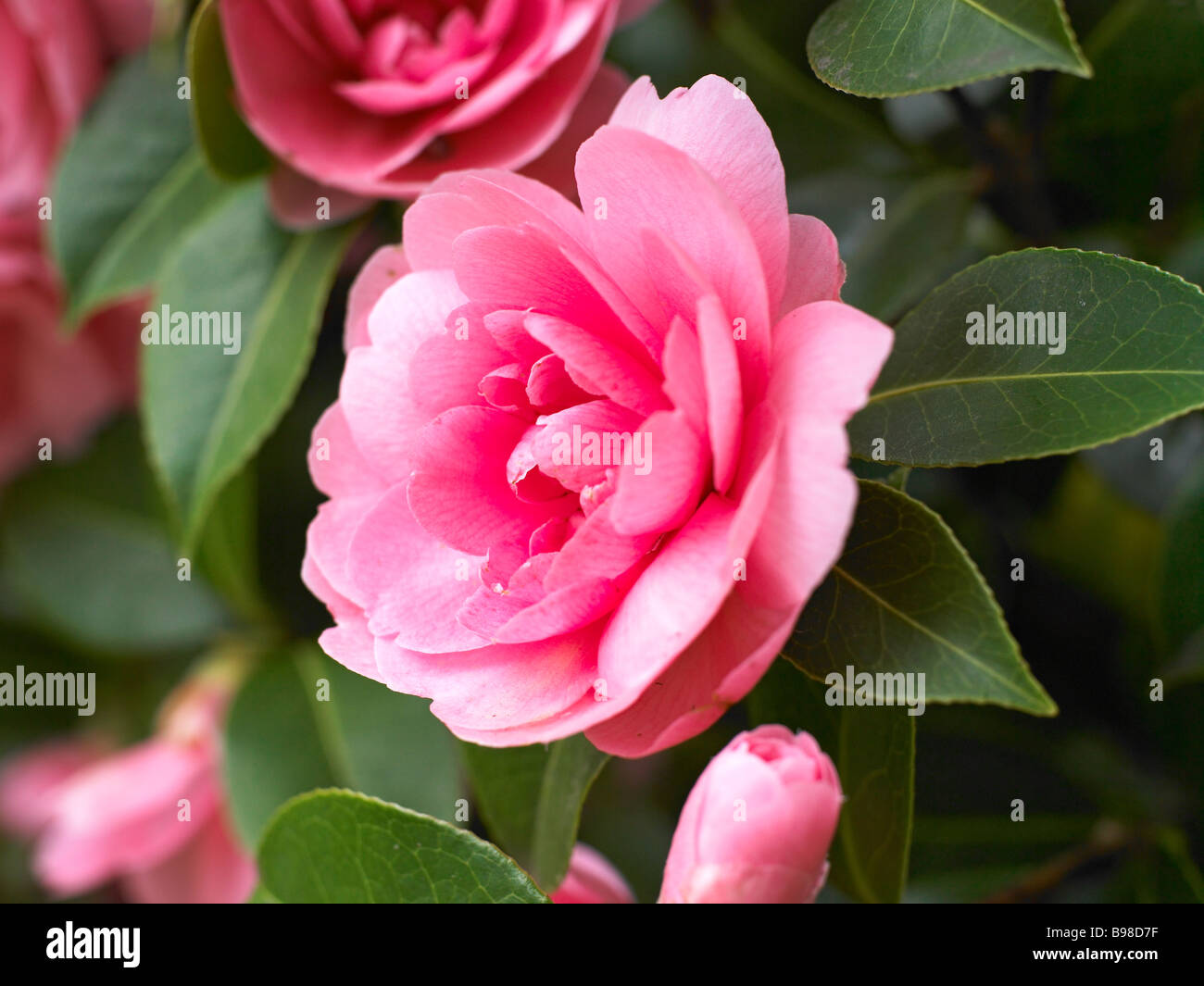 A pink Camelia flower Stock Photo - Alamy