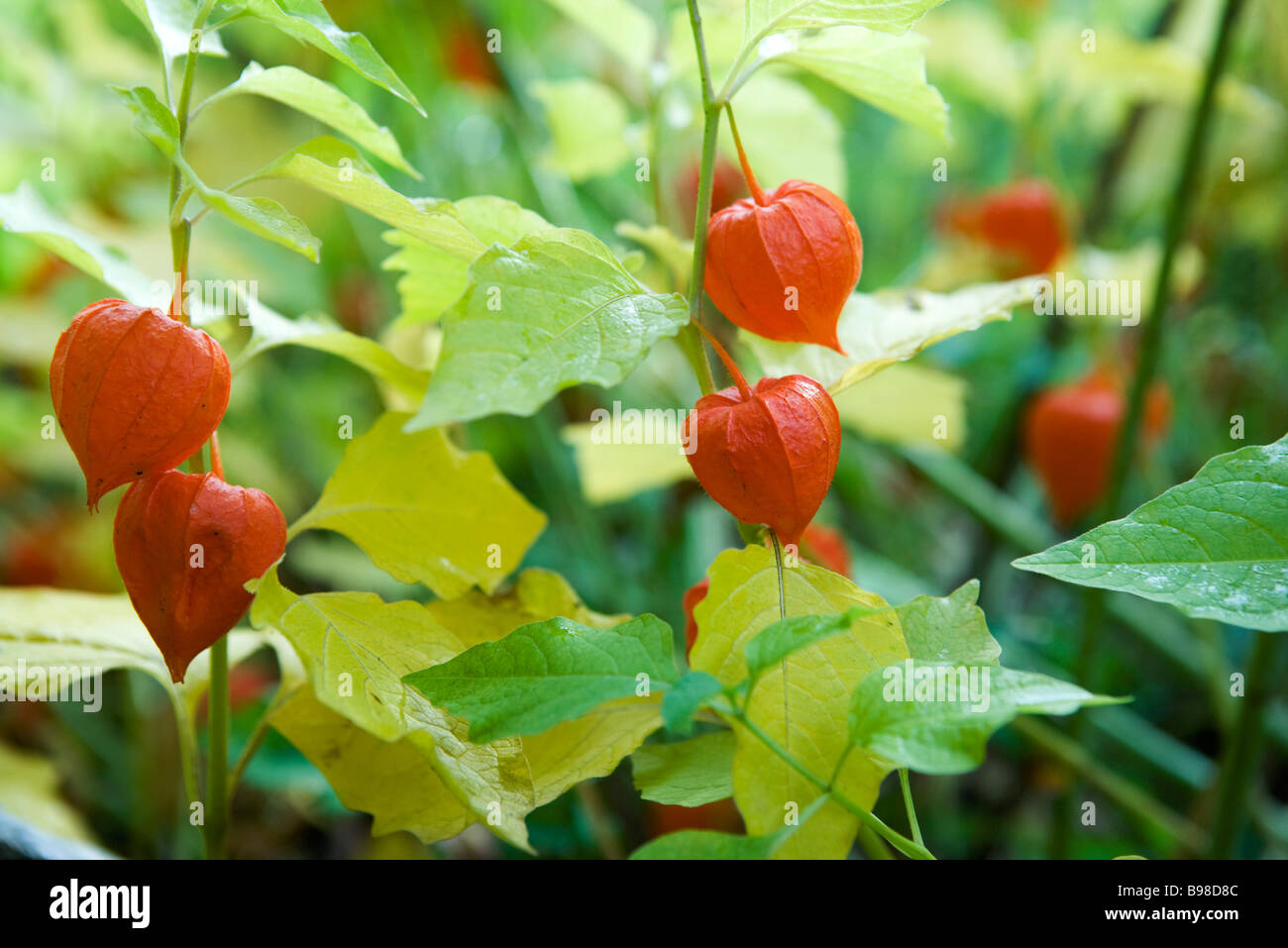 Chinese lantern (Physalis alkekengi Stock Photo - Alamy