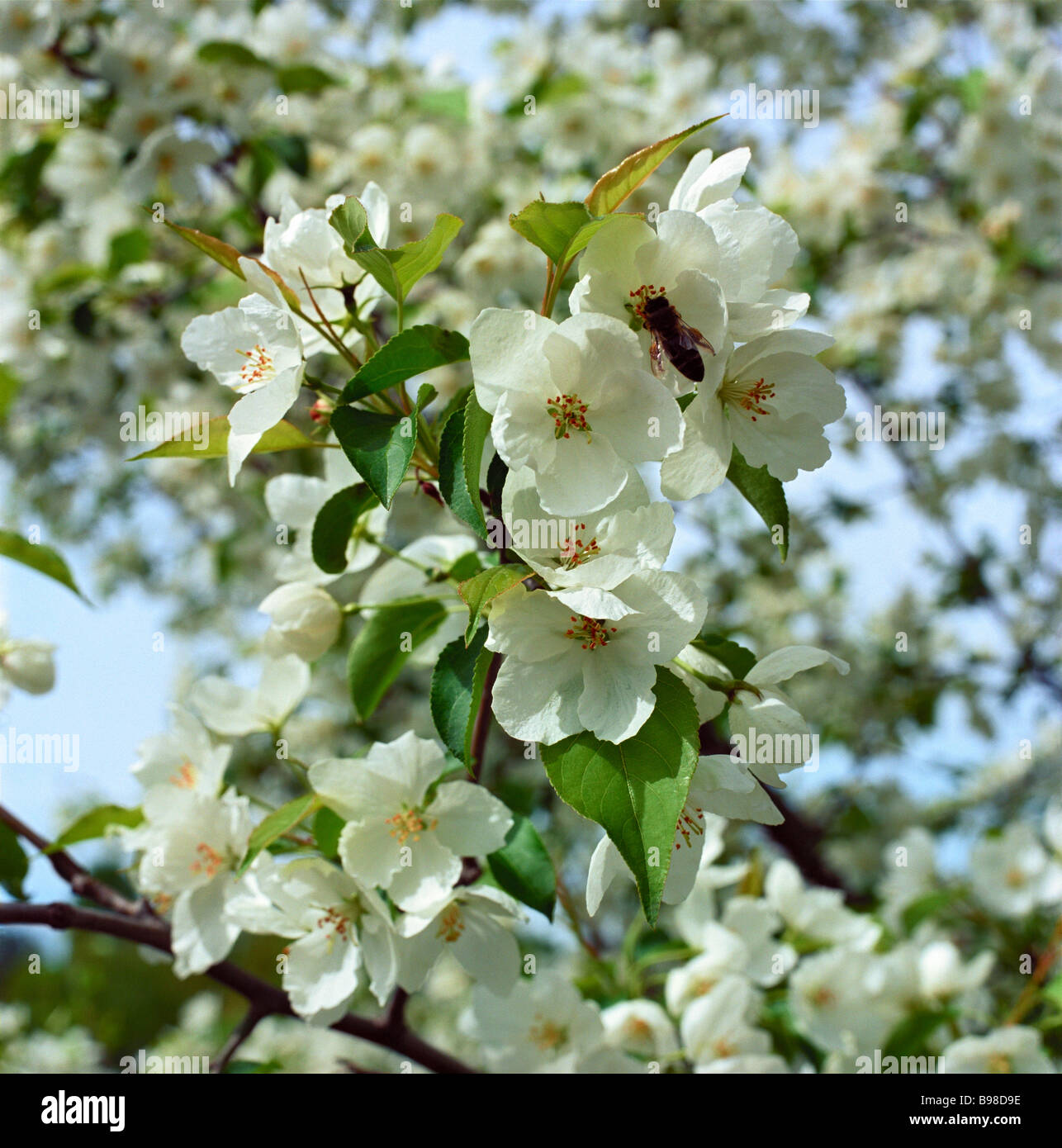 Apple tree in bloom altai hi-res stock photography and images - Alamy