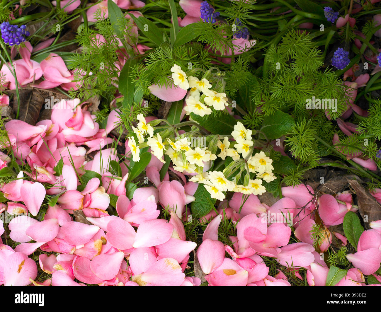 Primrose petals hi-res stock photography and images - Alamy