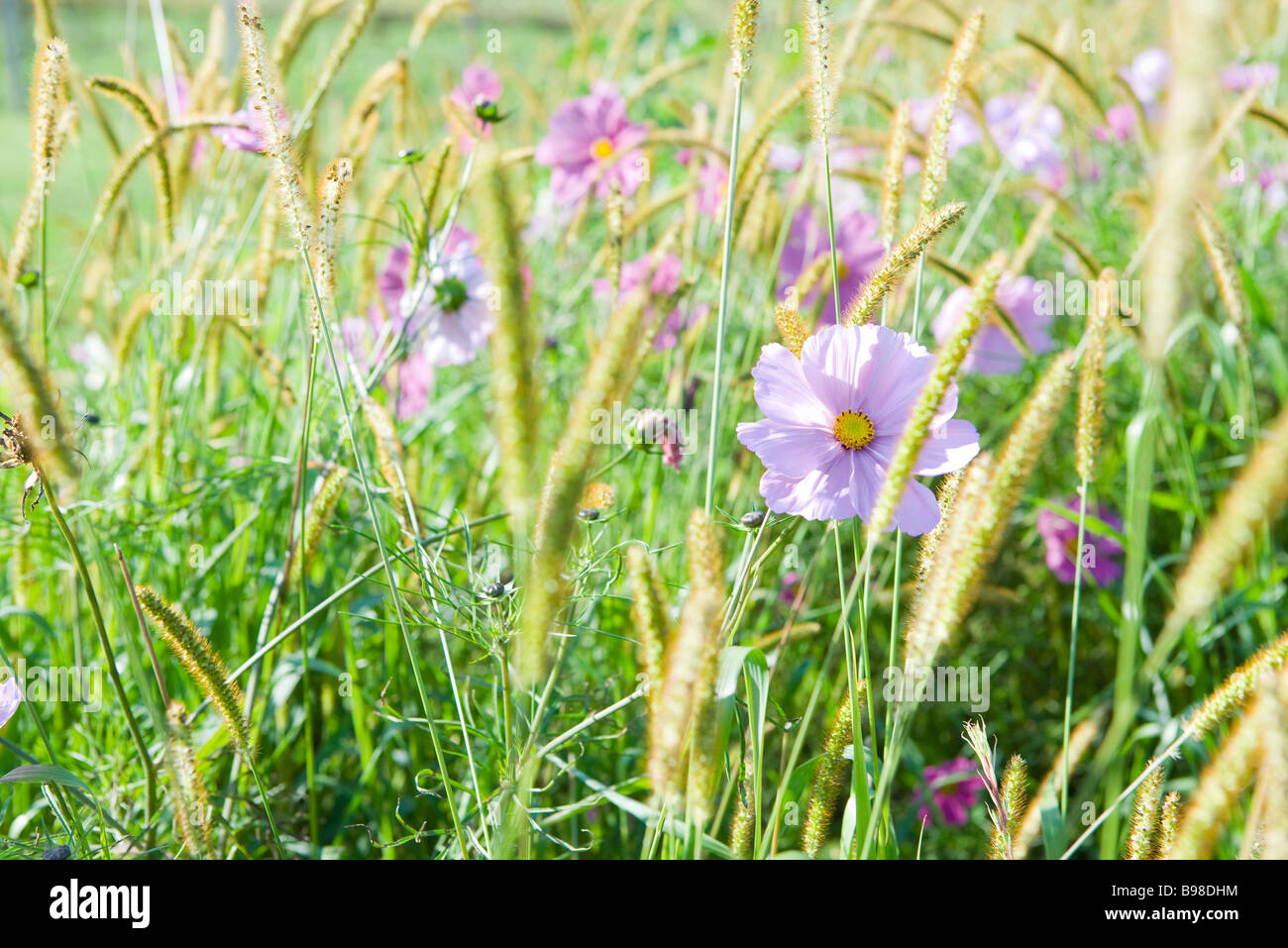 Tall Cosmos High Resolution Stock Photography and Images - Alamy
