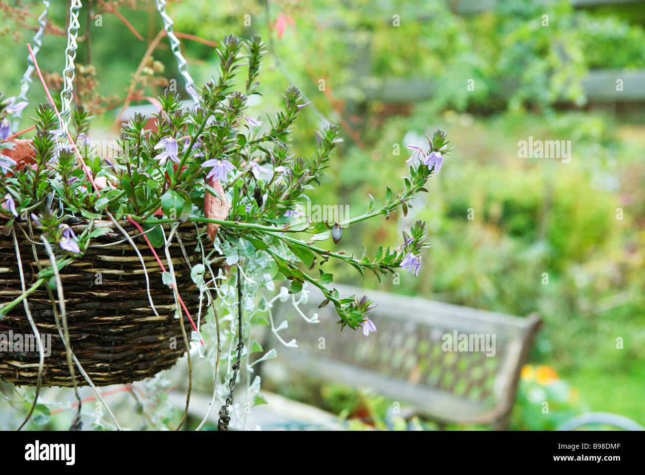 Scaevola hanging basket hi-res stock photography and images - Alamy