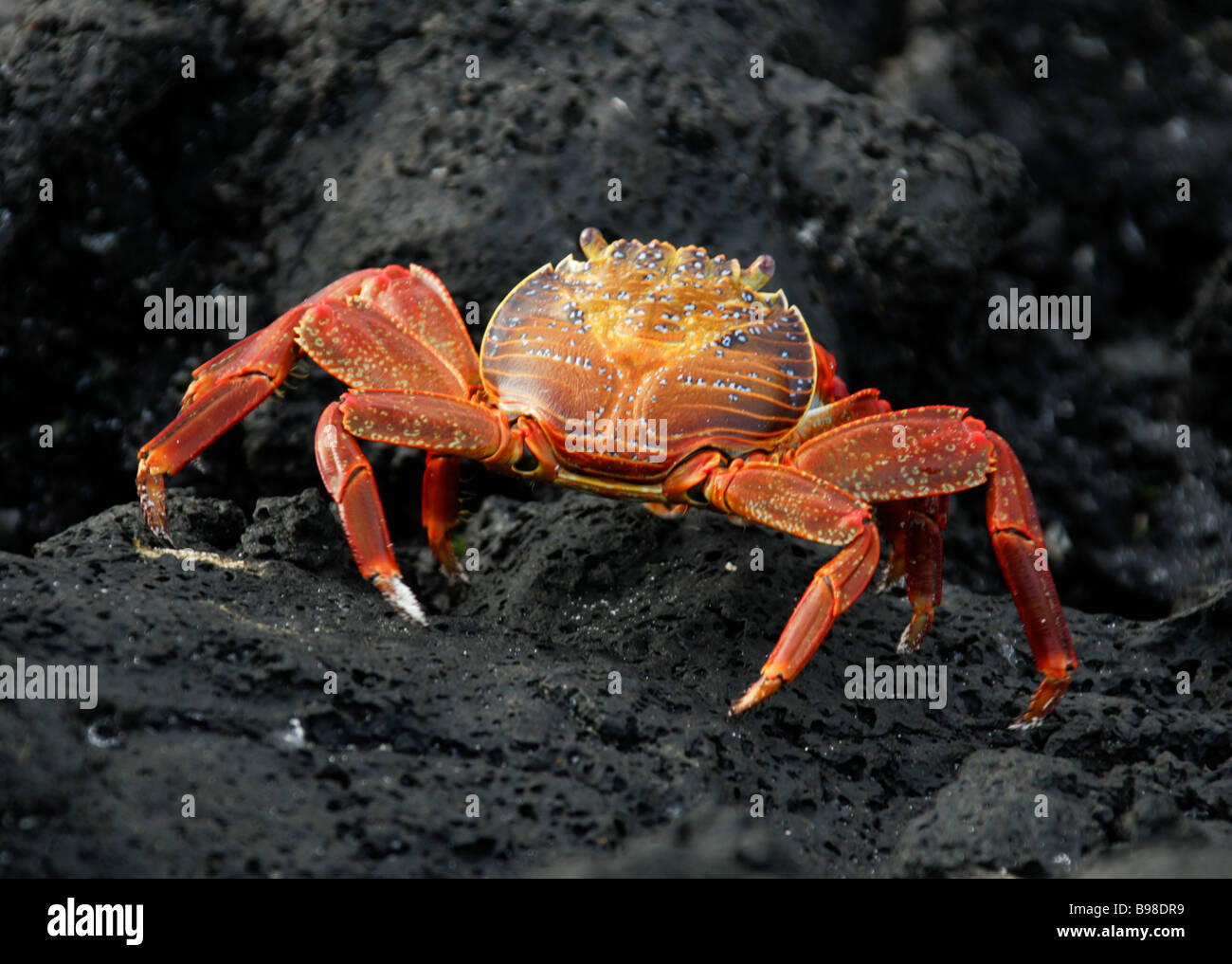 Grapsidae hi-res stock photography and images - Alamy
