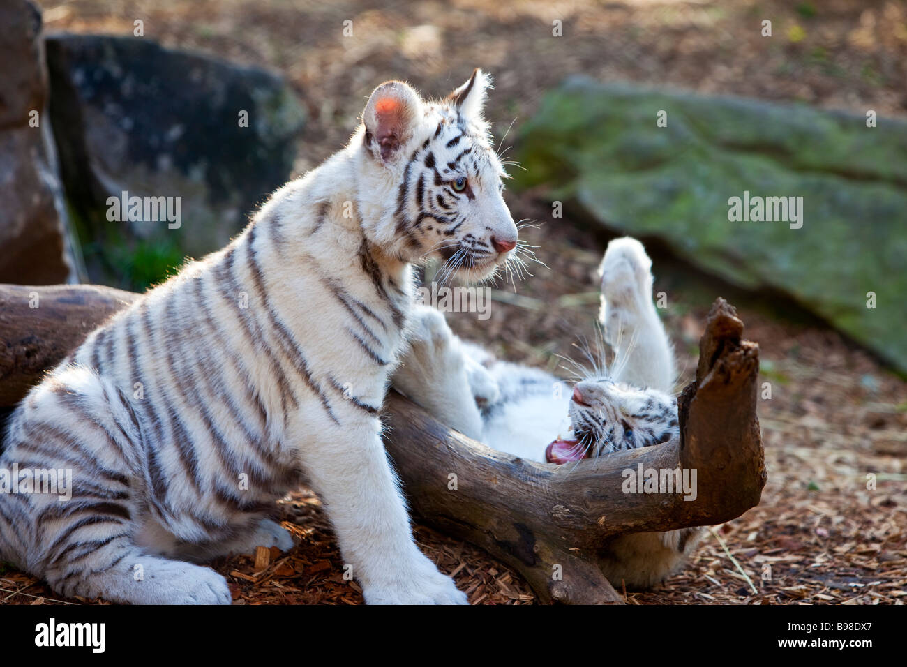 Baby White Tiger Cubs Playing