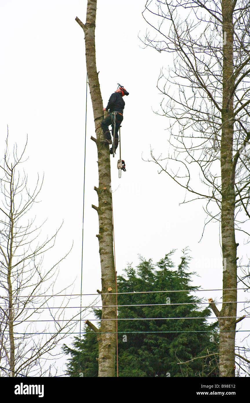 Lumberjack with chainsaw climbing a poplar tree during felling ...