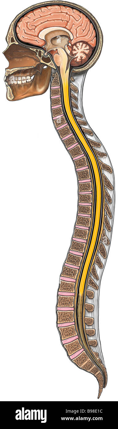 Spinal columns hi-res stock photography and images - Alamy