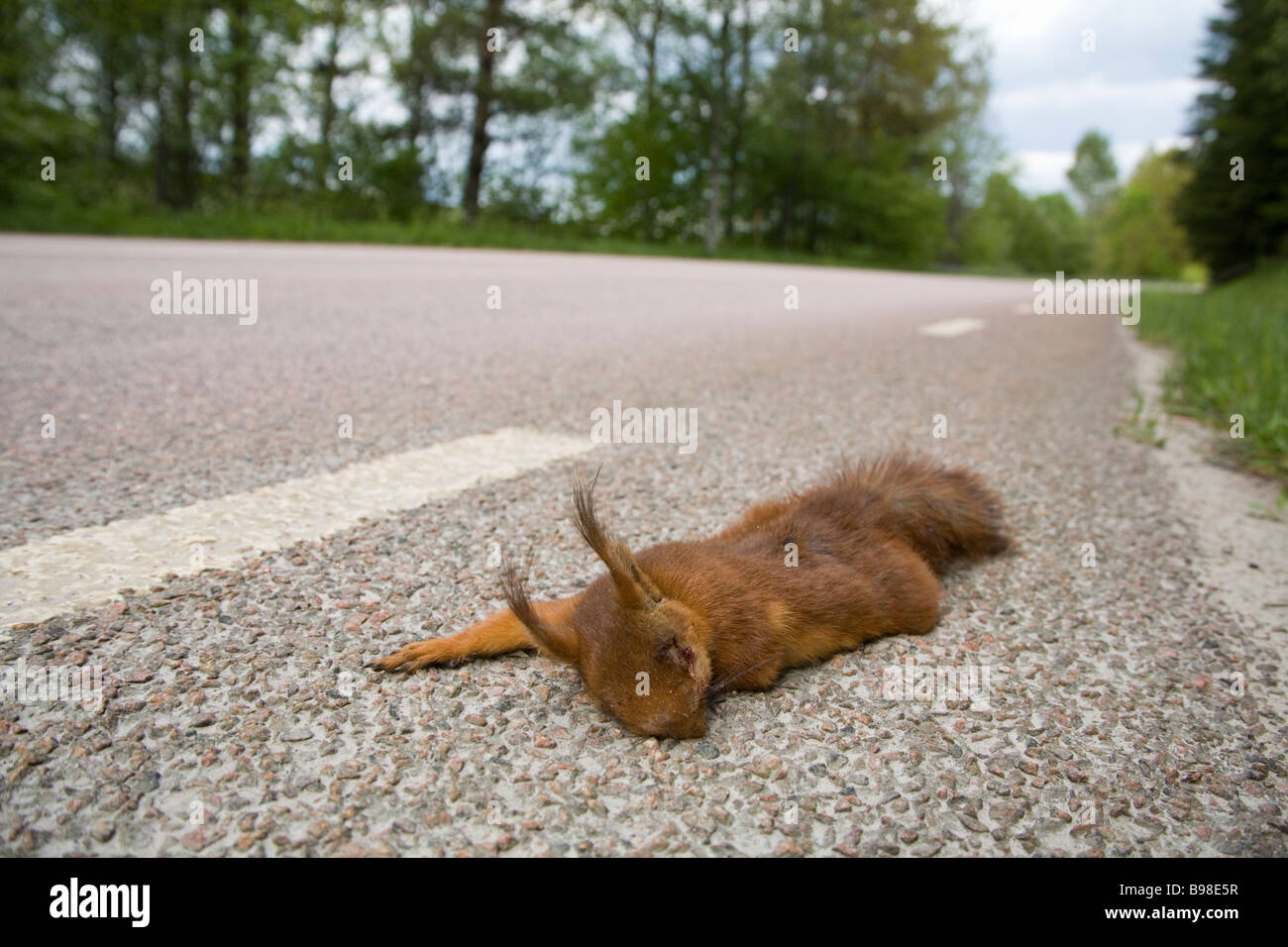 Dead red squirrel hi-res stock photography and images - Alamy