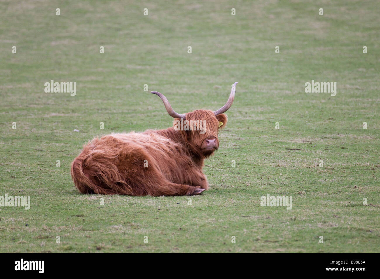 Highland Cattle cow laid down in a field Stock Photo - Alamy