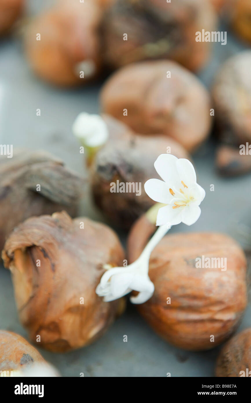 Crocus bulbs blooming Stock Photo - Alamy