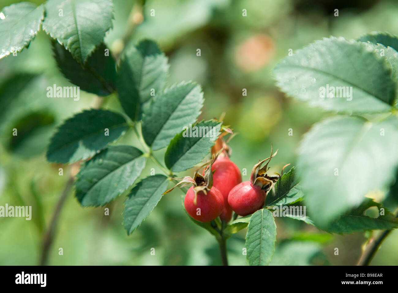 Rosehips growing on wild rose Stock Photo - Alamy