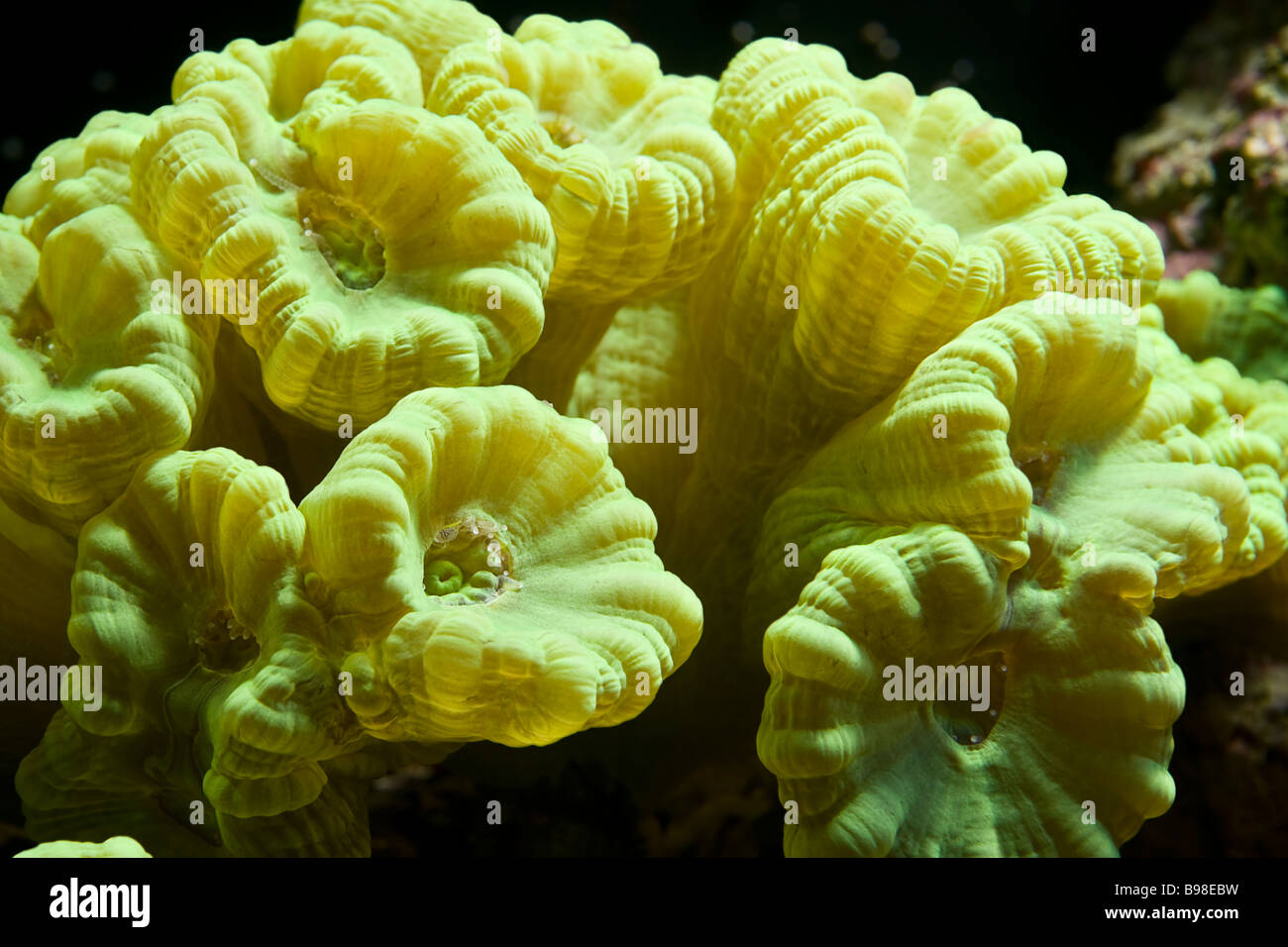 Caulastrea hi-res stock photography and images - Alamy