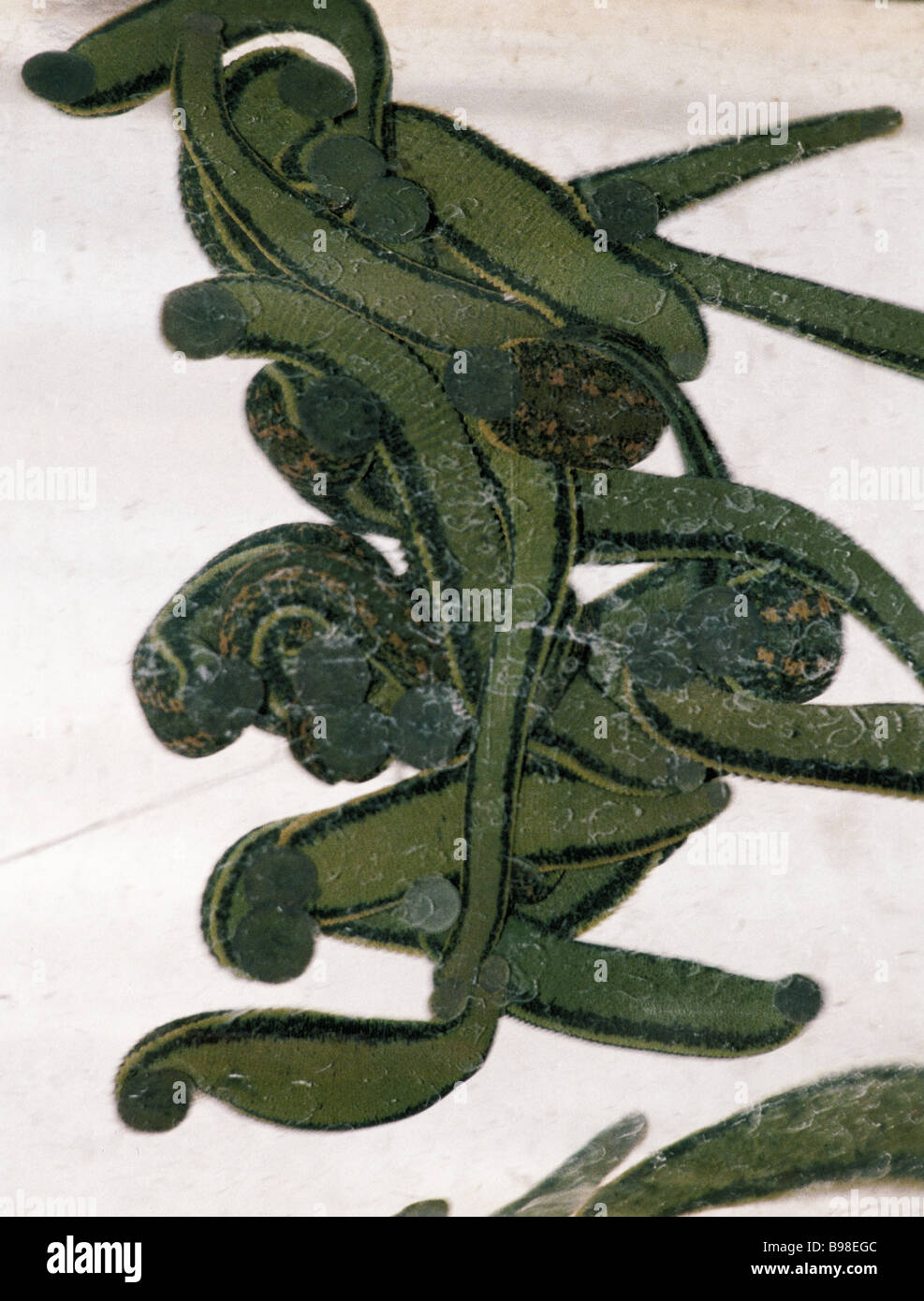 These leech were grown at the International Hirodotherapeutic Center ...