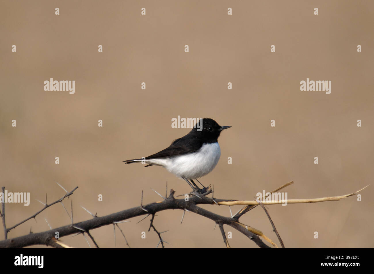Male Variable Wheatear Oenanthe picata picata sitting on a dry branch ...