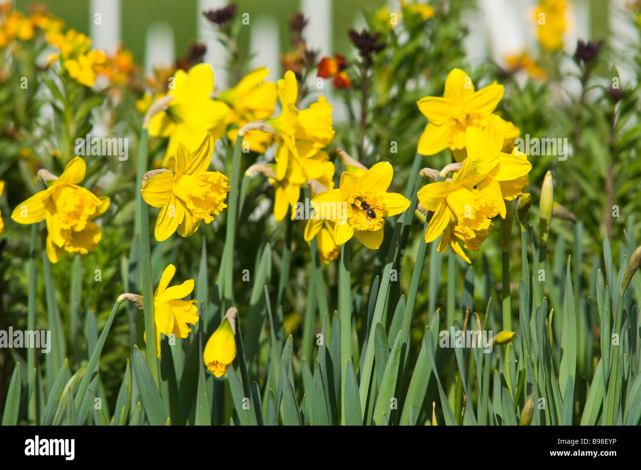 Daffodil the flower of St David's Stock Photo - Alamy