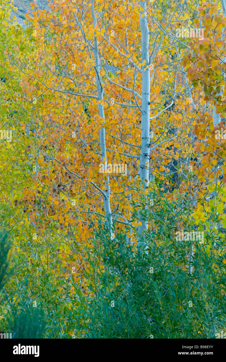 Aspen in fall hi-res stock photography and images - Alamy