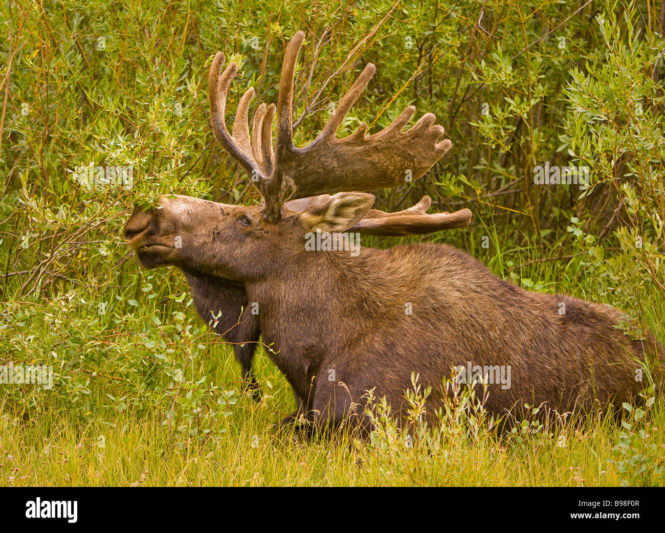 Bull bend hi-res stock photography and images - Alamy