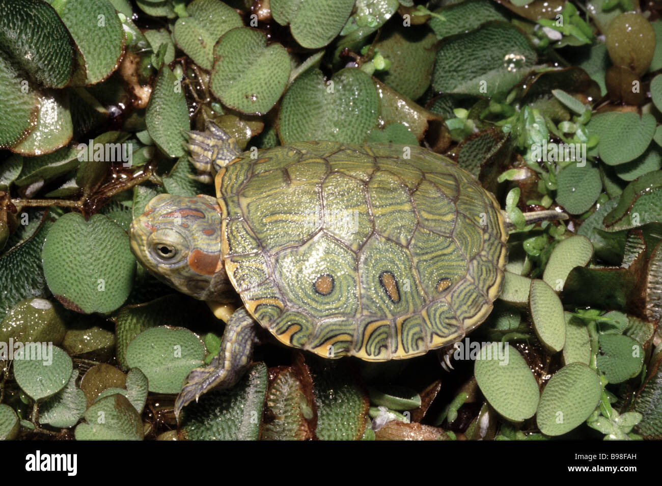 Trachemys scripta venusta Stock Photo - Alamy