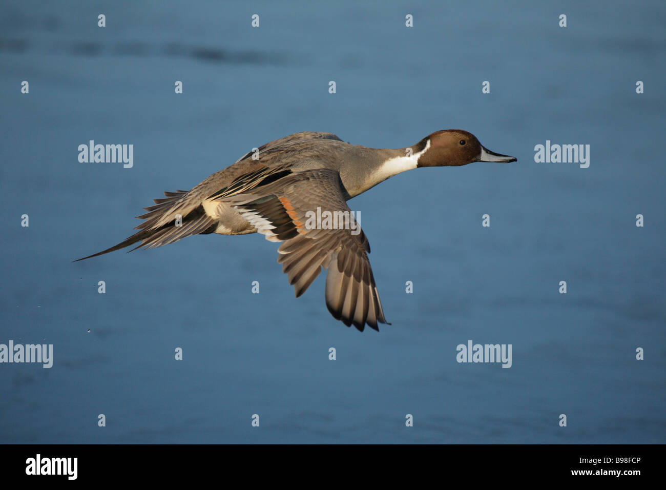 Northern pintail duck hi-res stock photography and images - Alamy