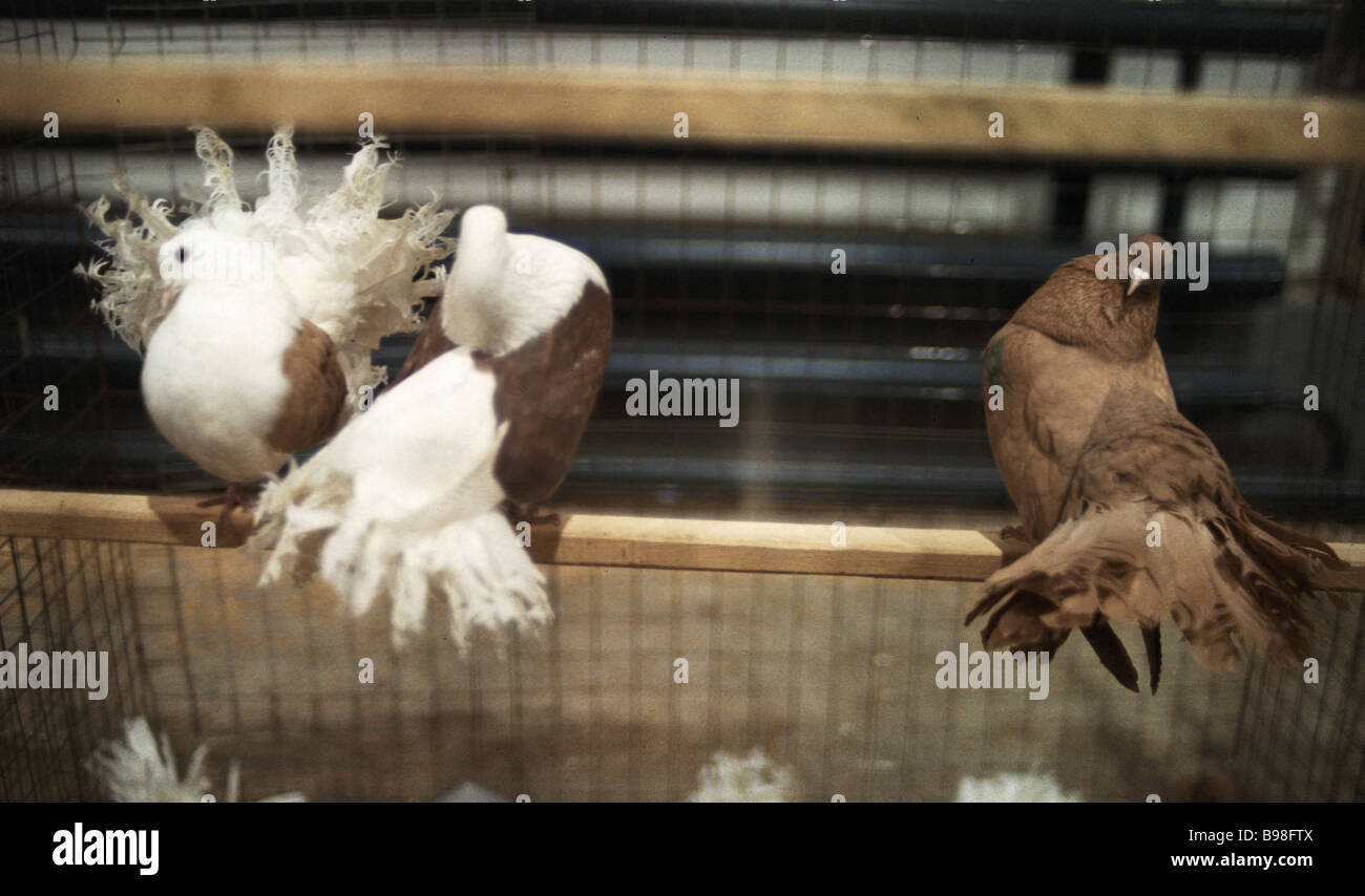 Pigeons at the International Pigeon exhibition on Sokolniki Stock Photo ...