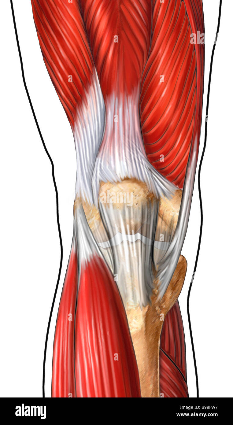 Anterior skeletal knee hi-res stock photography and images - Alamy