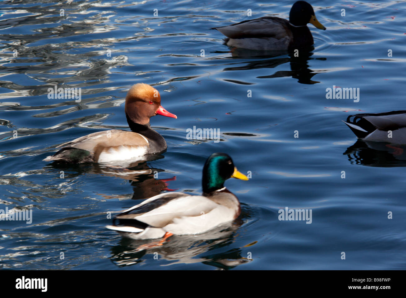 Red Crested Ducks High Resolution Stock Photography and Images - Alamy
