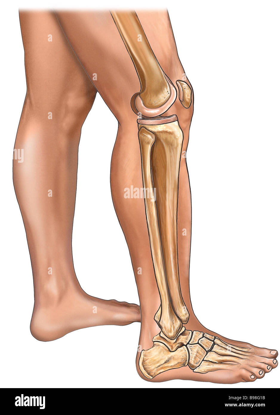 Bones Of The Leg Knee And Foot With Skin Lateral View Stock Photo 