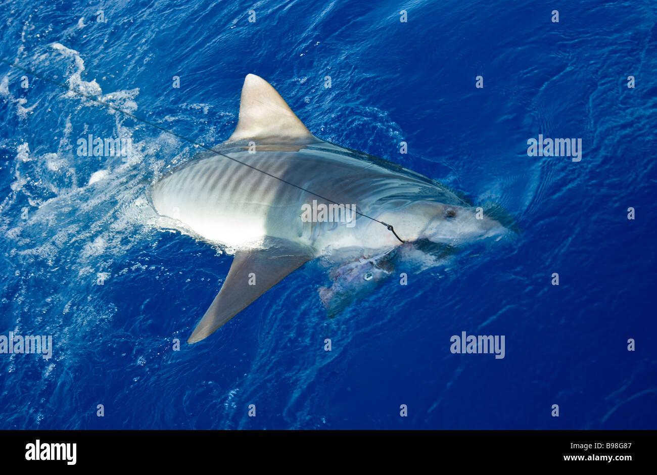 Tigershark hi-res stock photography and images - Alamy