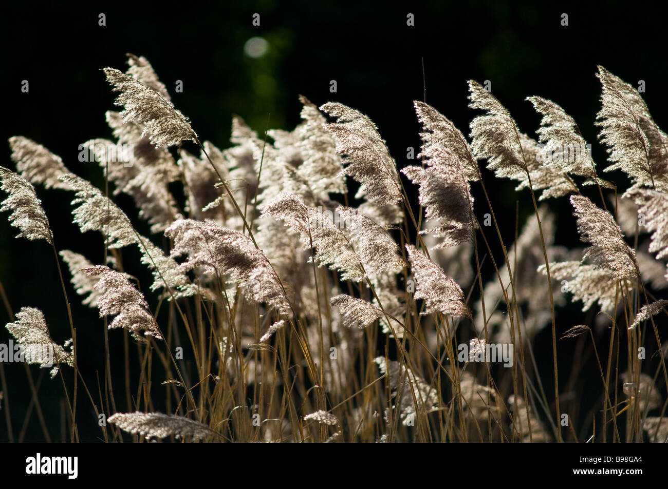 Reed seed heads Stock Photo - Alamy