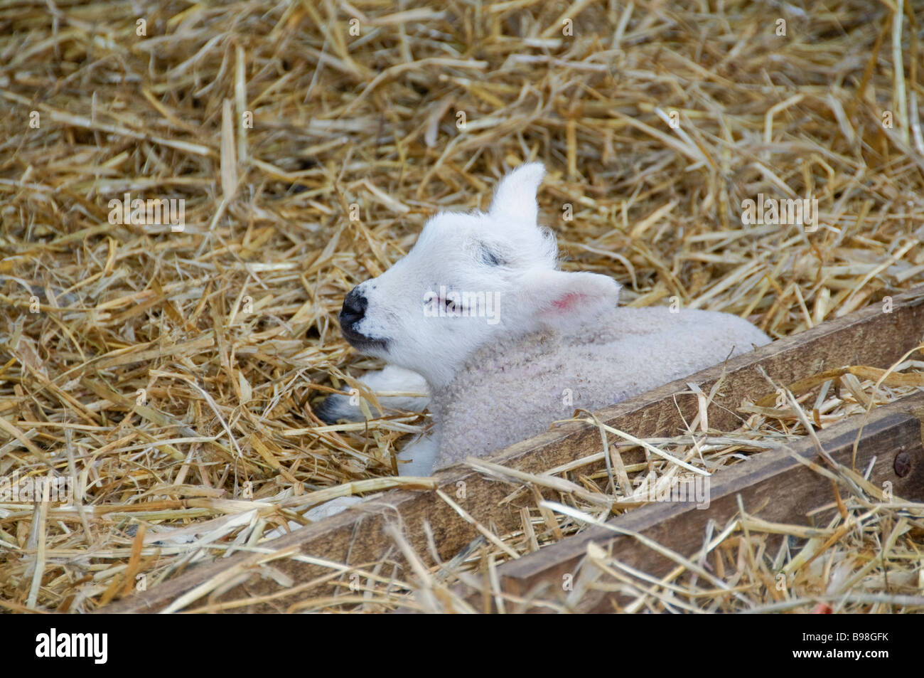 A newborn lamb on fresh straw Stock Photo - Alamy