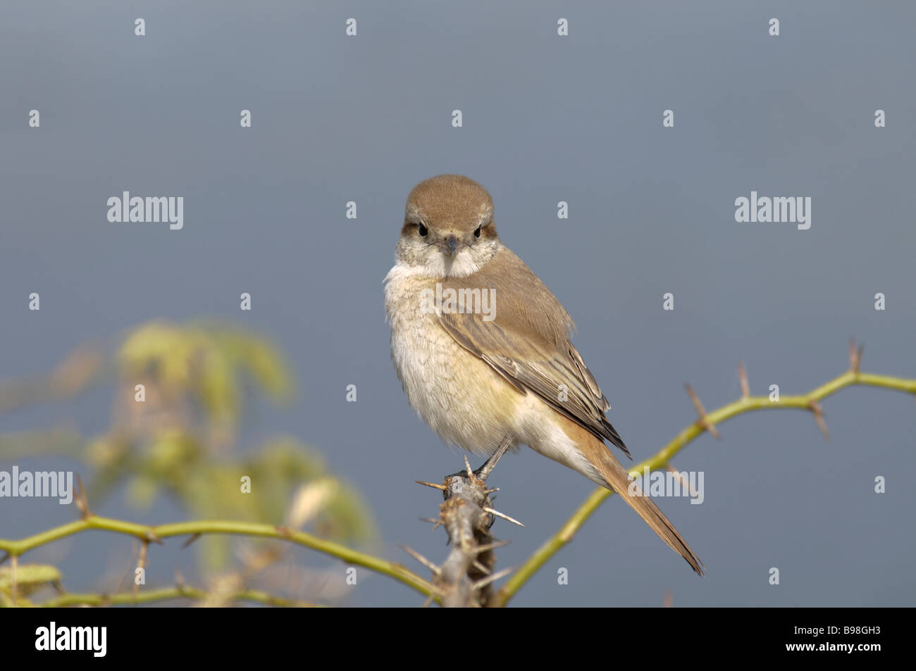 Isabelline shrike india hi-res stock photography and images - Alamy