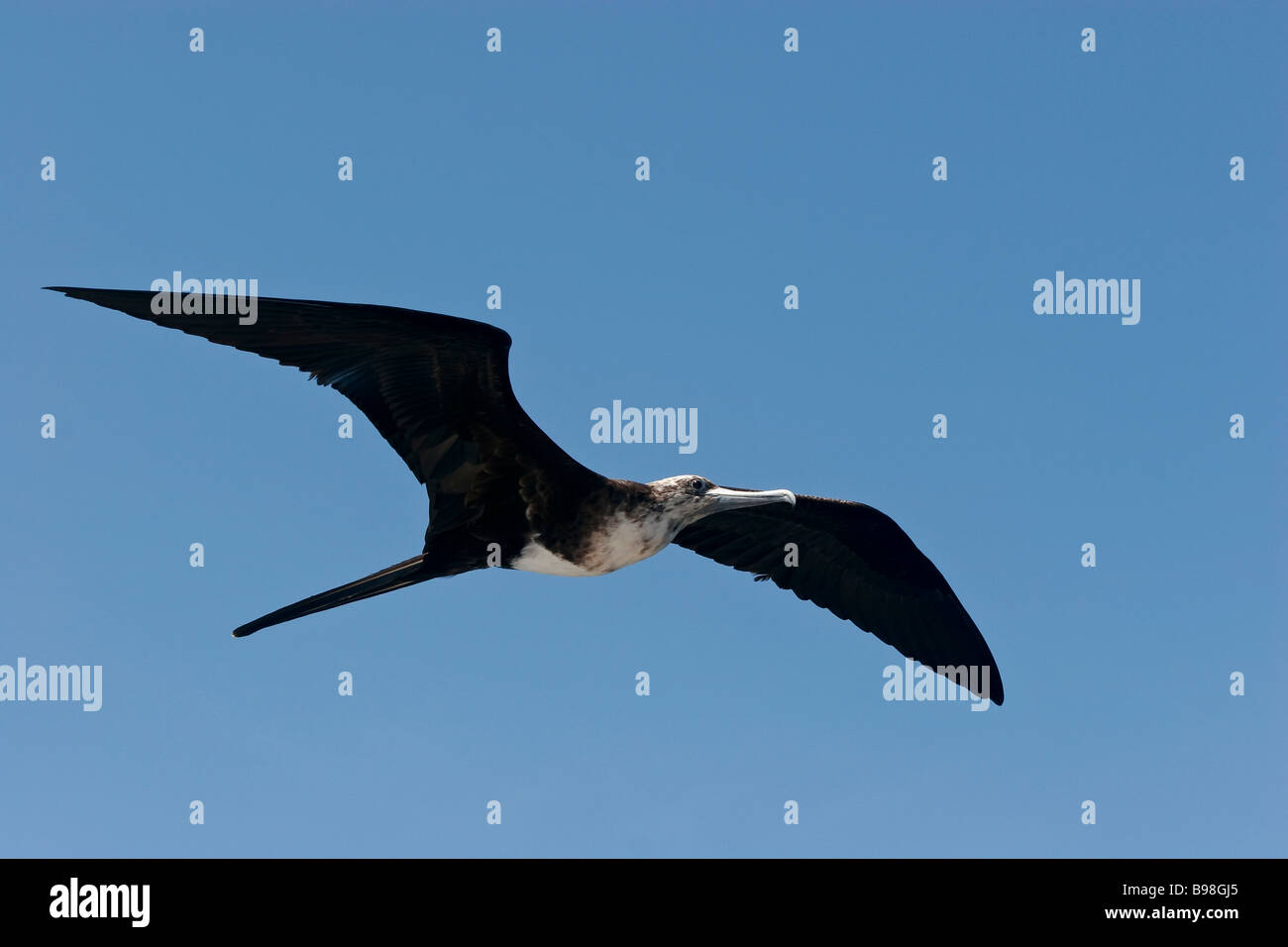 adolescent magnificent frigate bird in flight Galapagos Islands Ecuador ...