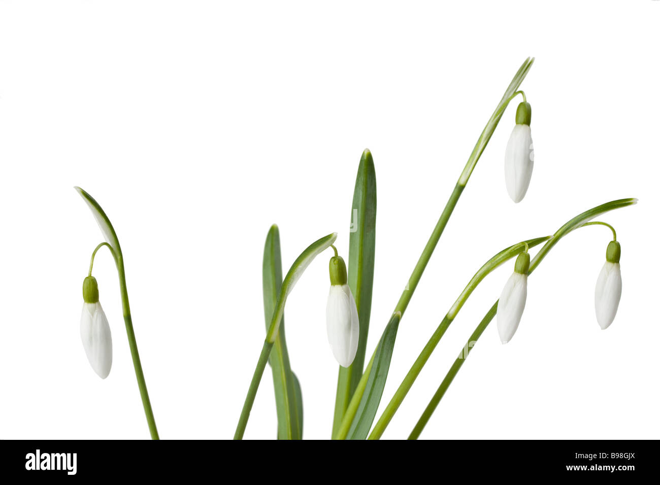 snowdrops isolated on white backdrop Stock Photo - Alamy