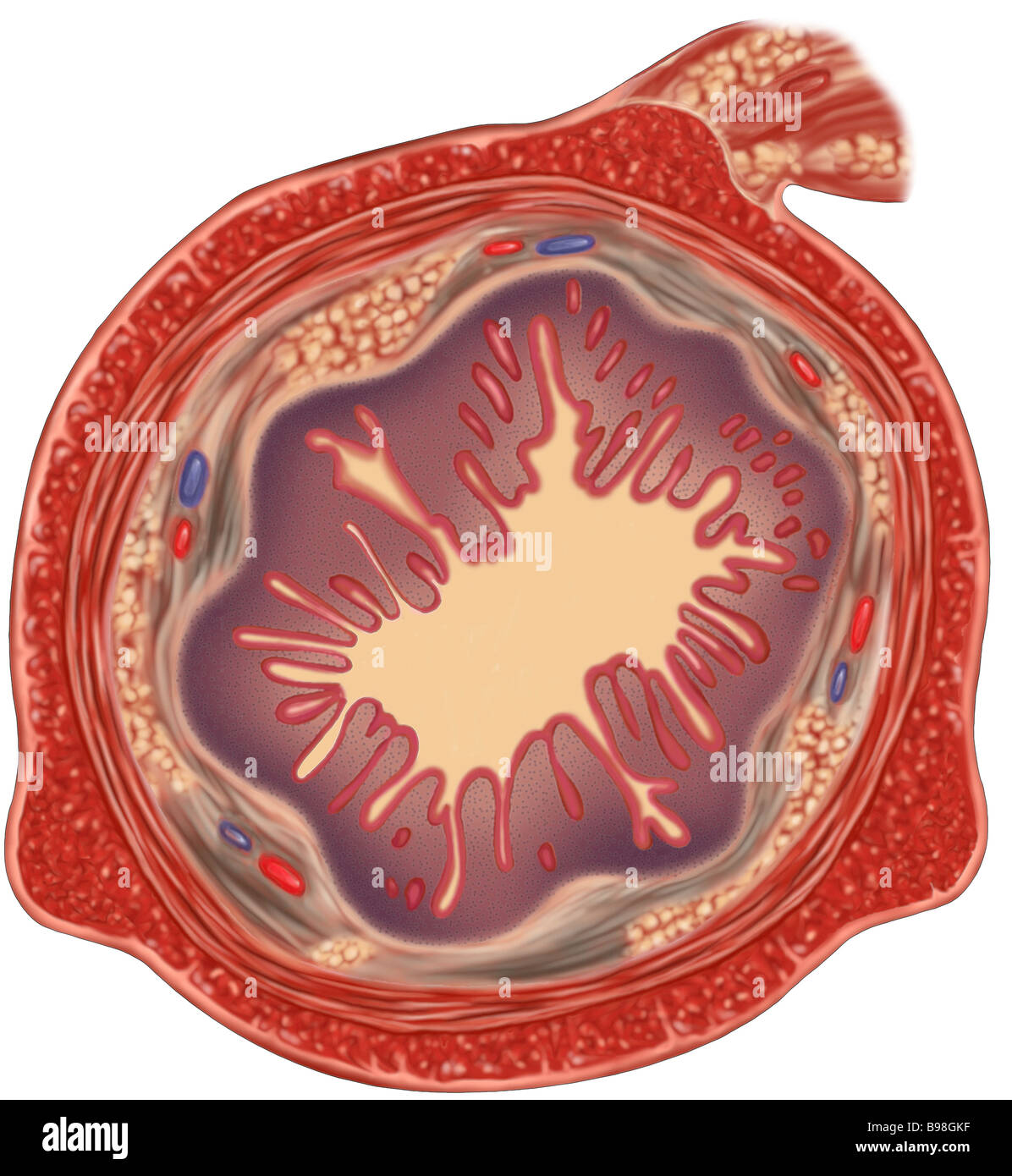 Gi tract hi-res stock photography and images - Alamy