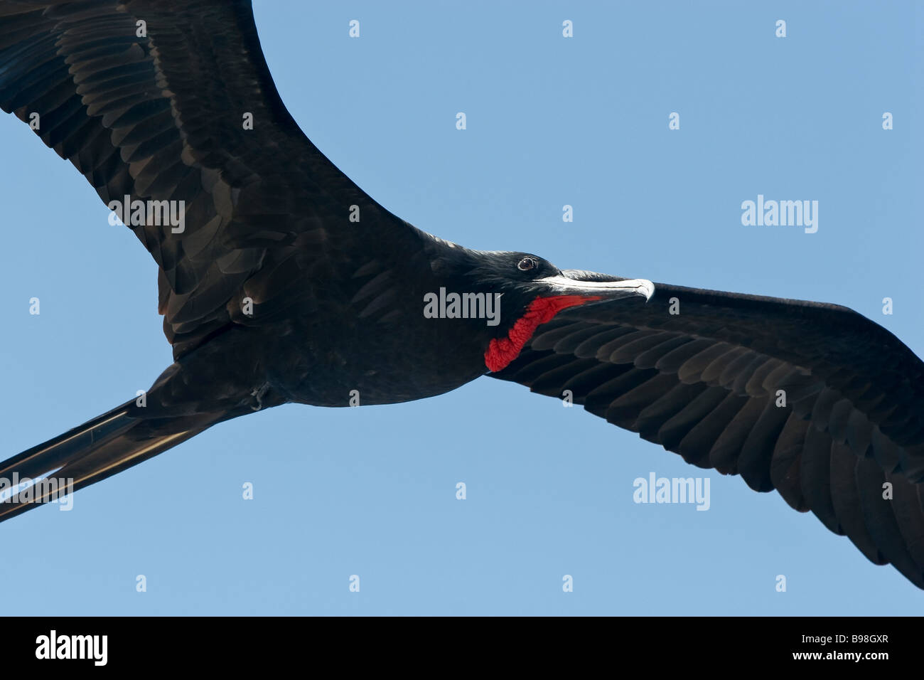 male magnificent frigate bird in flight Galapagos Islands Ecuador Stock ...