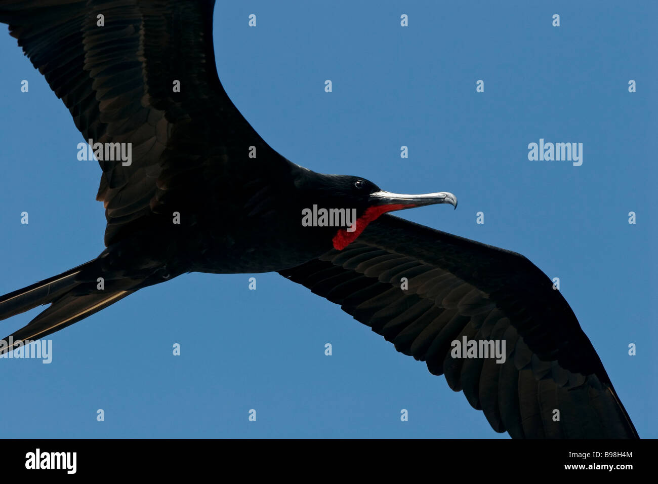male magnificent frigate bird in flight Galapagos Islands Ecuador Stock ...