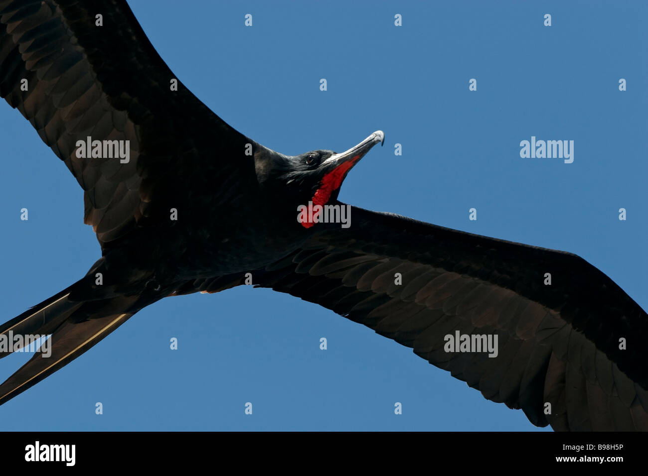 male magnificent frigate bird in flight Galapagos Islands Ecuador Stock ...