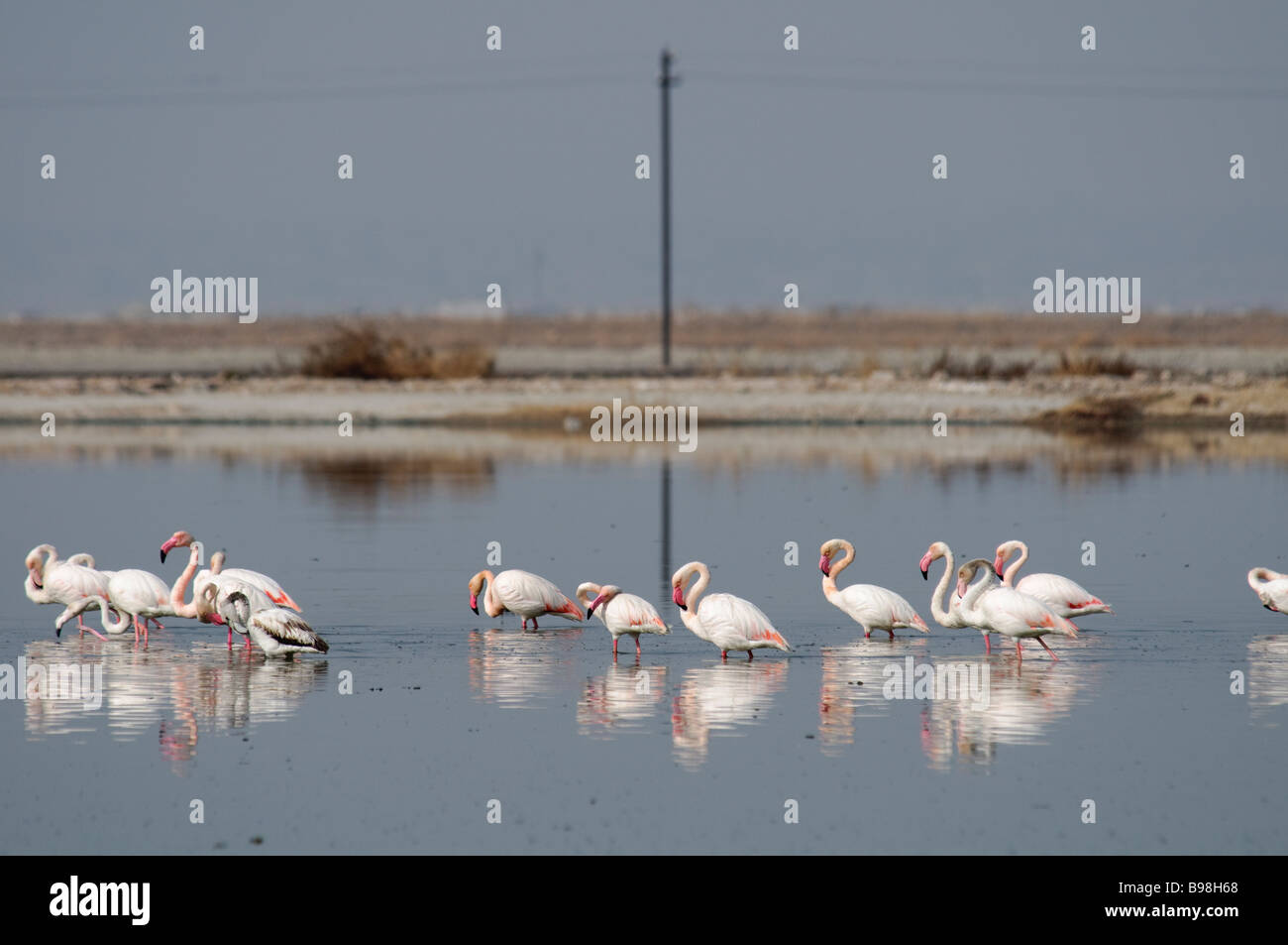 Sambhar lake flamingo hi-res stock photography and images - Alamy
