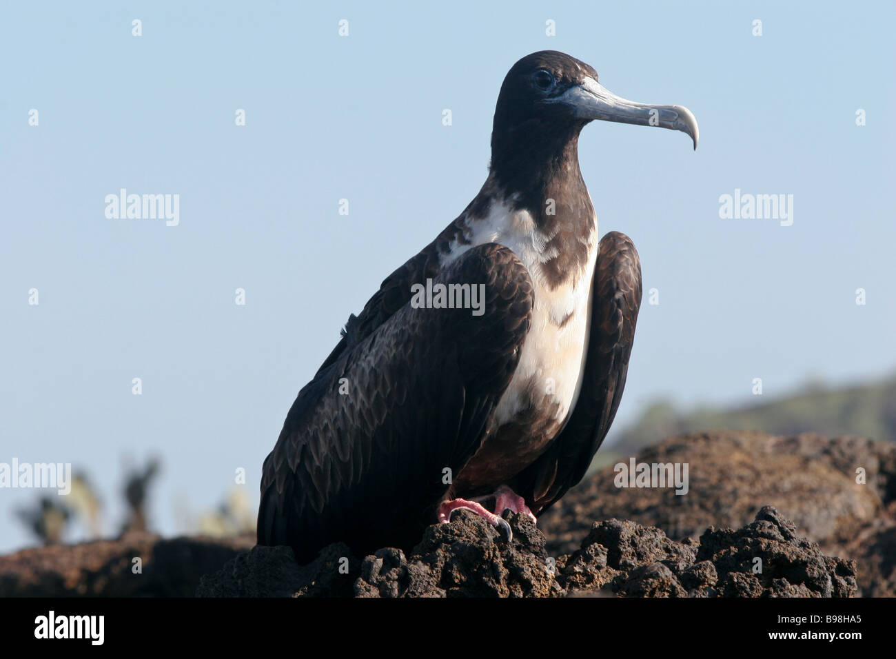 female magnificent frigate bird Galapagos Islands Ecuador Stock Photo ...