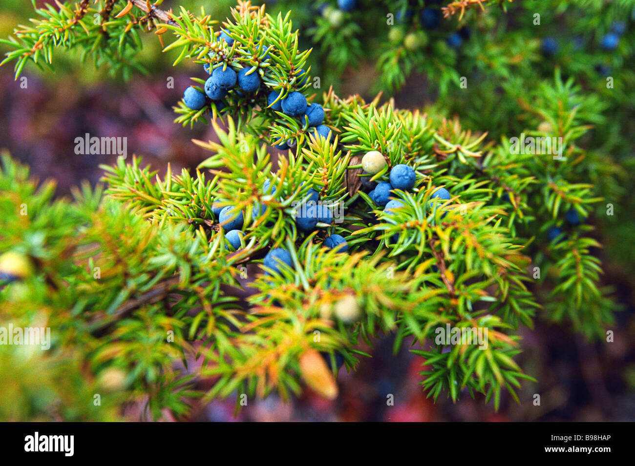 A juniper bush in a boreal forest taiga Stock Photo - Alamy