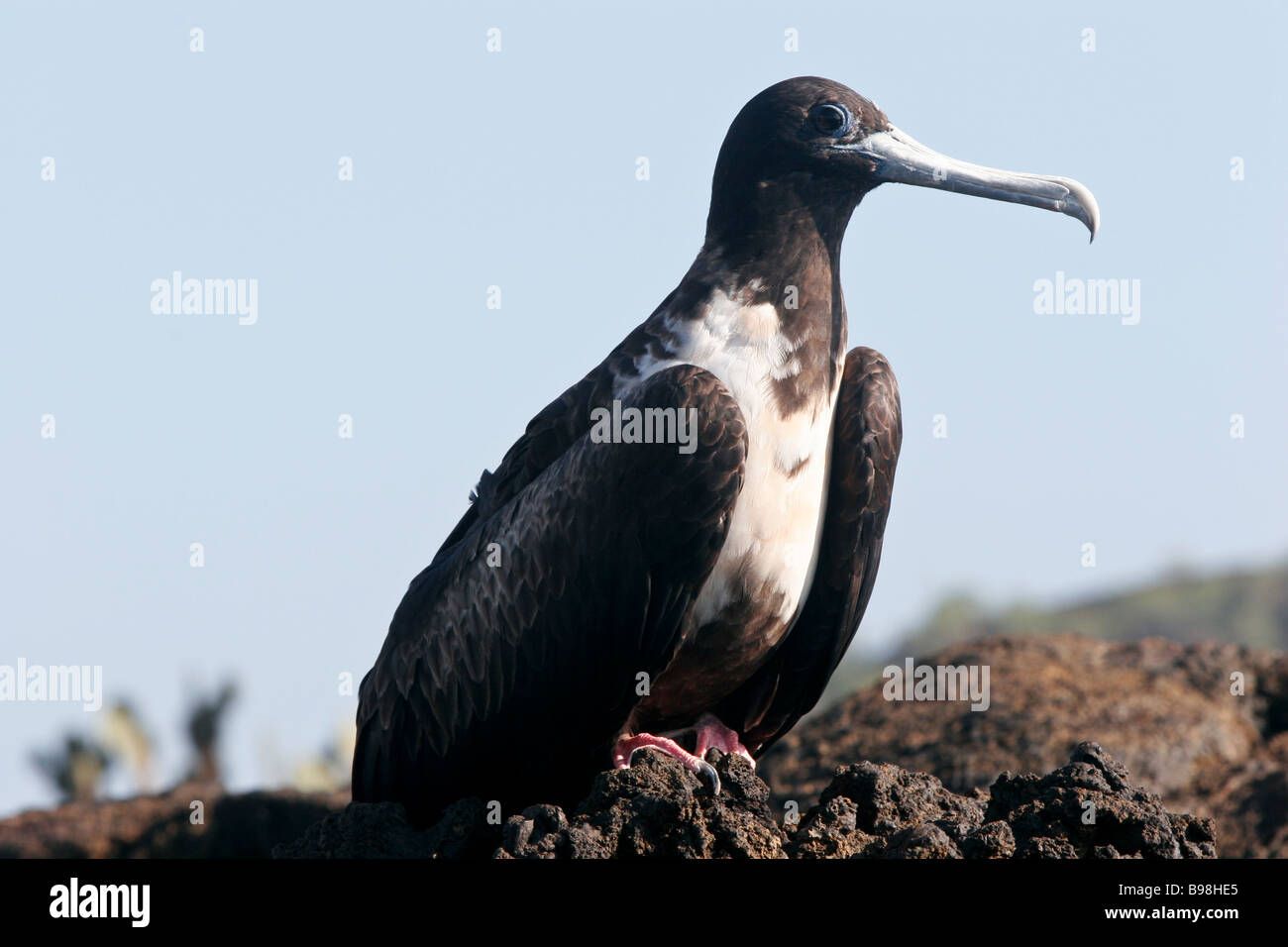 female magnificent frigate bird Galapagos Islands Ecuador Stock Photo ...